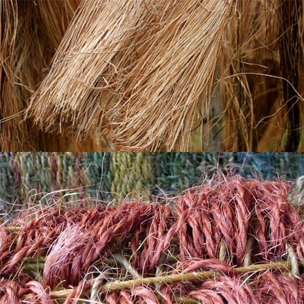 Fibre yielding plants — lesson. Science State Board, Class 6.