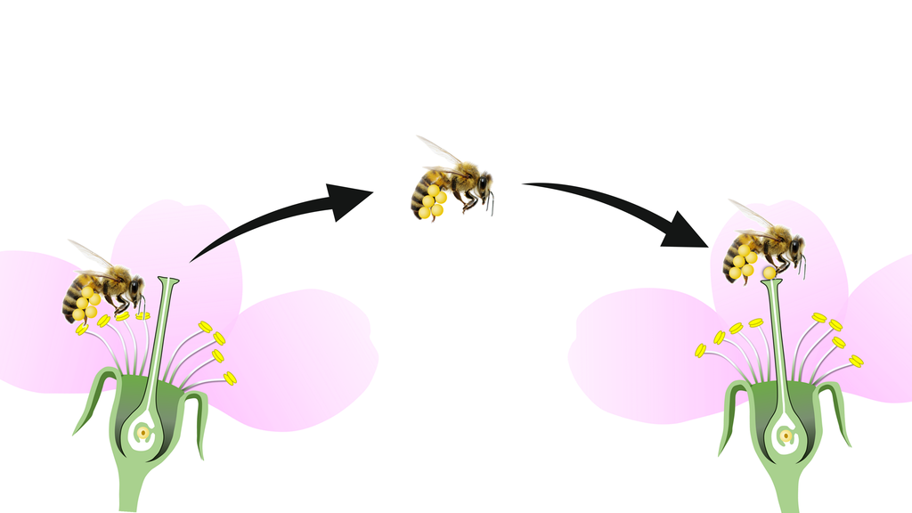 Types of pollination — lesson. Science State Board, Class 10.