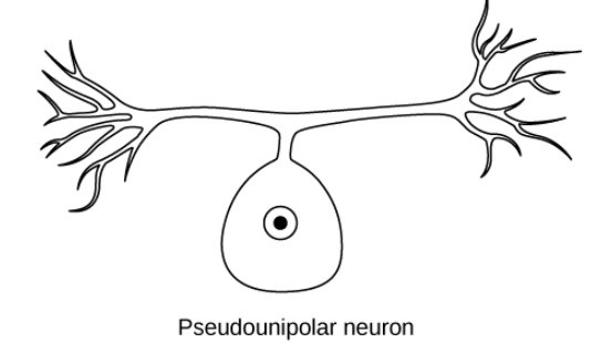Structure of neuron and types — lesson. Science CBSE, Class 10.