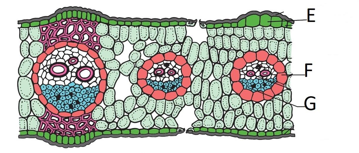 Plant tissue system and plant anatomy — task. Science State Board ...