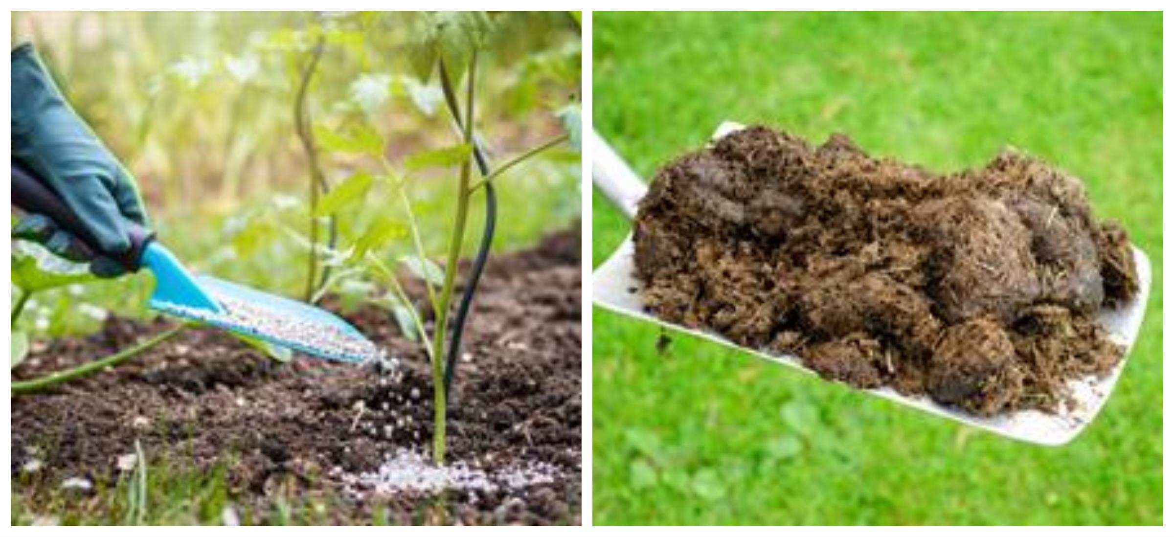 Fertilisers — lesson. Science State Board, Class 6.