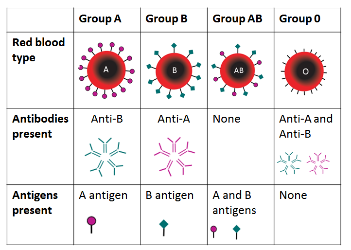 Different blood groups — lesson. Science State Board, Class 10.
