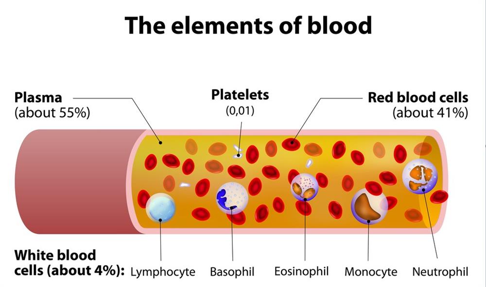 Fluid connective tissue — lesson. Science State Board, Class 9.