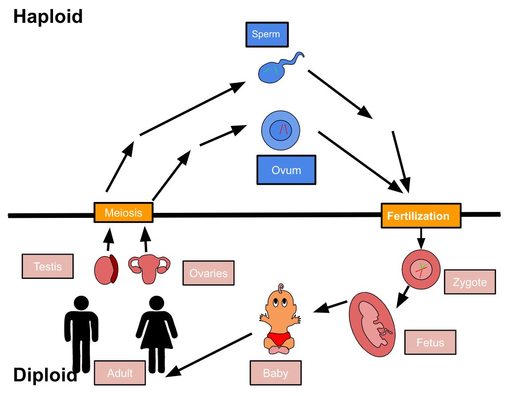 Mind map — lesson. Science CBSE, Class 8.