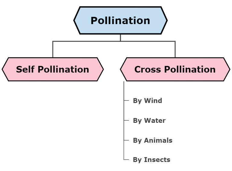 Self-pollination — lesson. Science CBSE, Class 10.