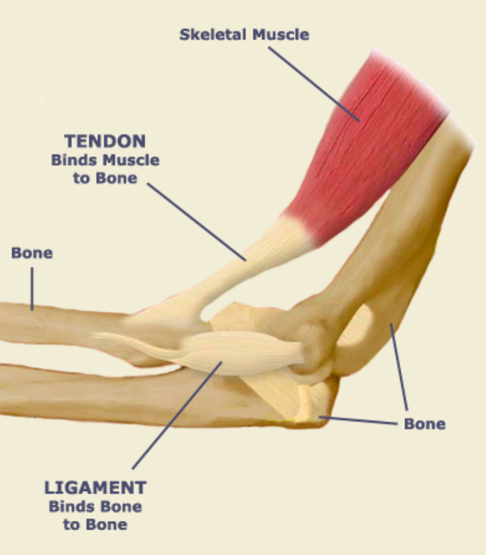 Tendon Diagram Class 9 Dense Regular Connective Tissu - vrogue.co Tendon Diagram Class 9 Dense Regular Connective Tissu - vrogue.co