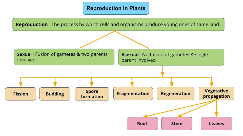 Mind map — lesson. Science State Board, Class 10.