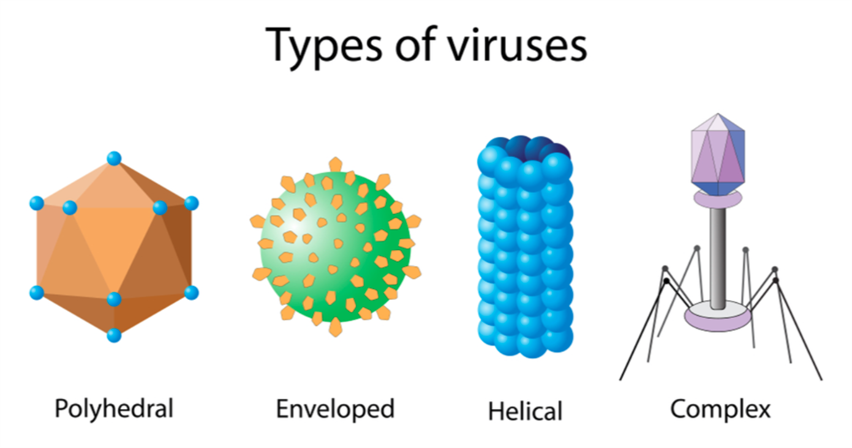 Virus — lesson. Science CBSE, Class 8.