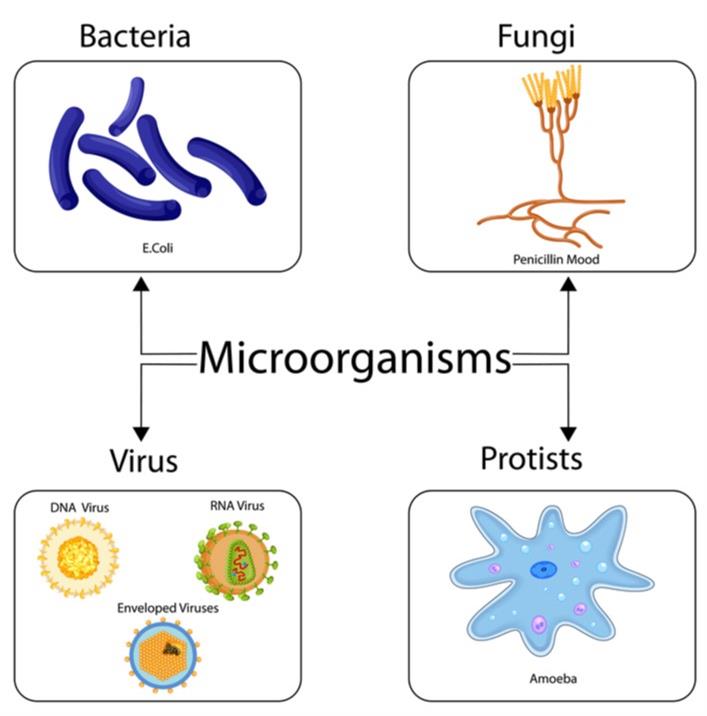 Different types of microorganisms and its structures — lesson. Science ...