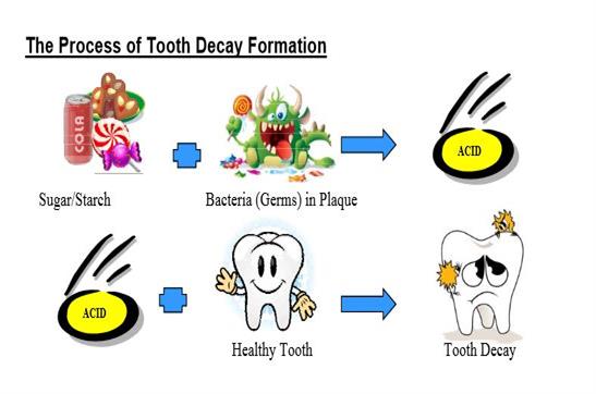 Mouth or buccal cavity — lesson. Science CBSE, Class 7.