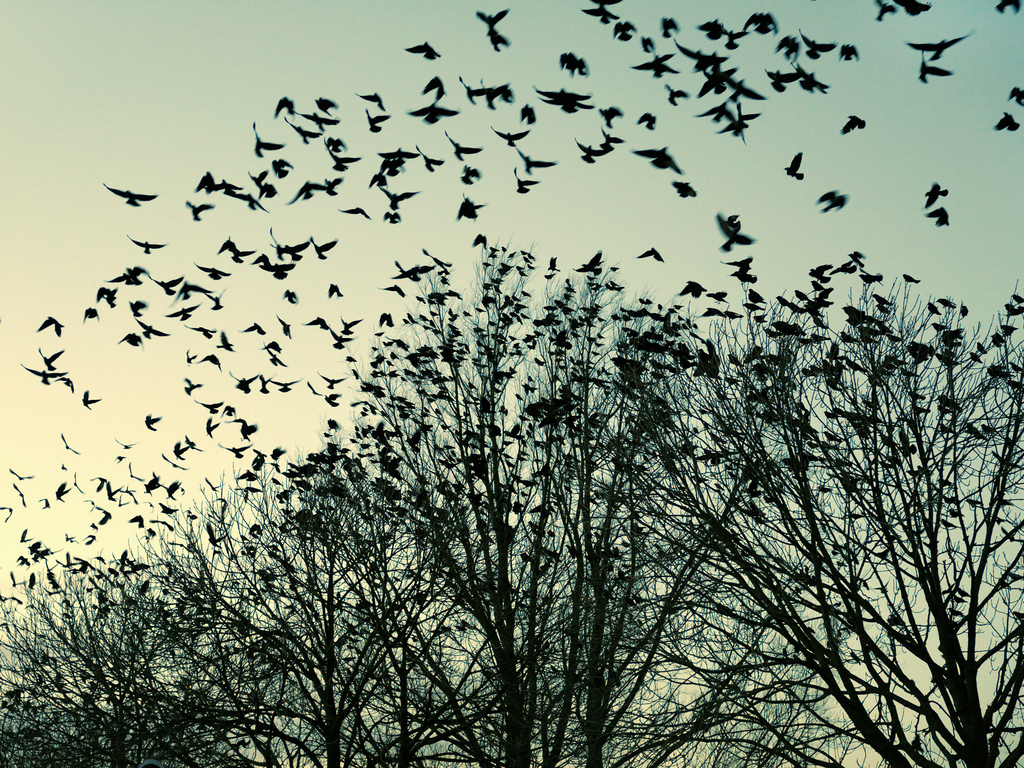 Explanation — lesson. English Language CBSE, Class 10.