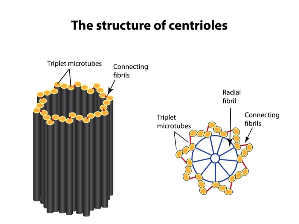 Centriole and cytoskeleton — lesson. Science CBSE, Class 9.
