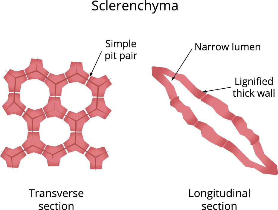Simple permanent tissue — lesson. Science CBSE, Class 9.