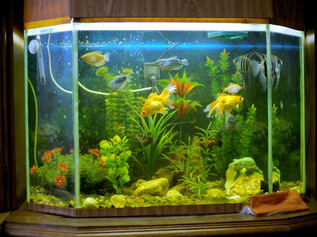 Probability of choosing a fish — task. Mathematics CBSE, Class 10.