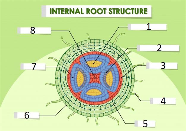 Picture based exercise: Stomatal apparatus & Internal structure of root ...