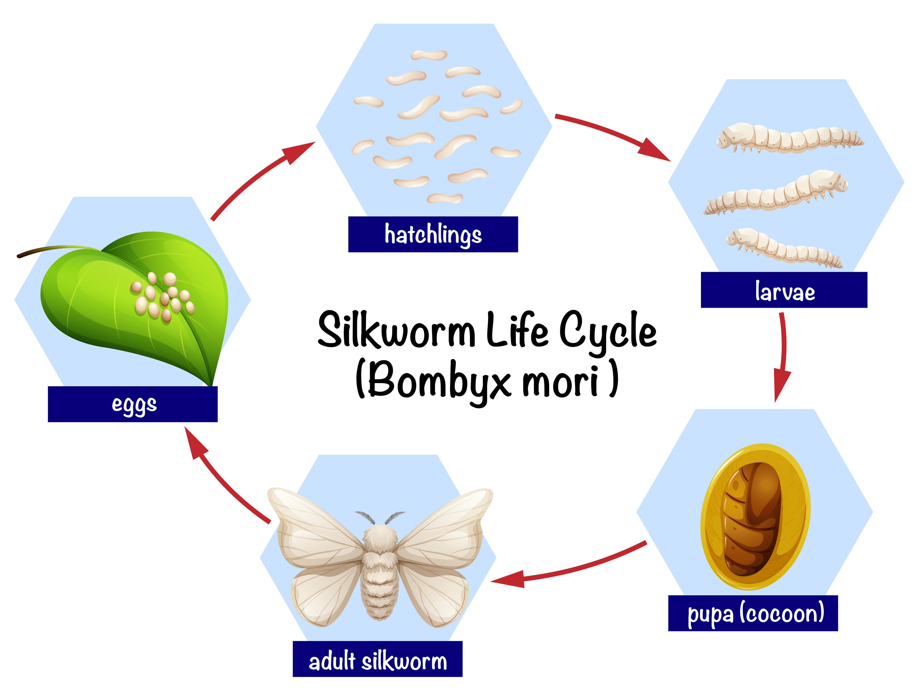The life cycle of a silkworm — lesson. Science State Board, Class 7.