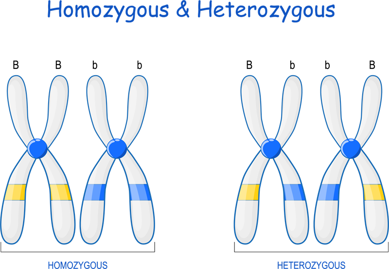 Basic concepts of genetics II — lesson. Science State Board, Class 10.