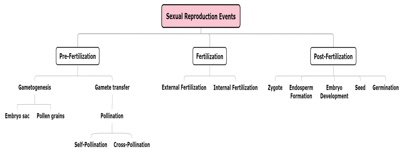 Sexual reproduction in plants — lesson. Science CBSE, Class 10.