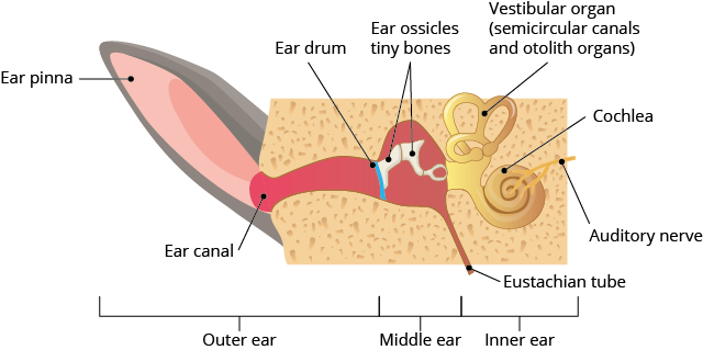 External morphology of the rabbit — lesson. Science State Board, Class 10.