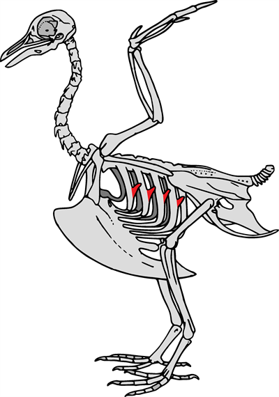 Locomotion in cockroach and birds — lesson. Science CBSE, Class 6.