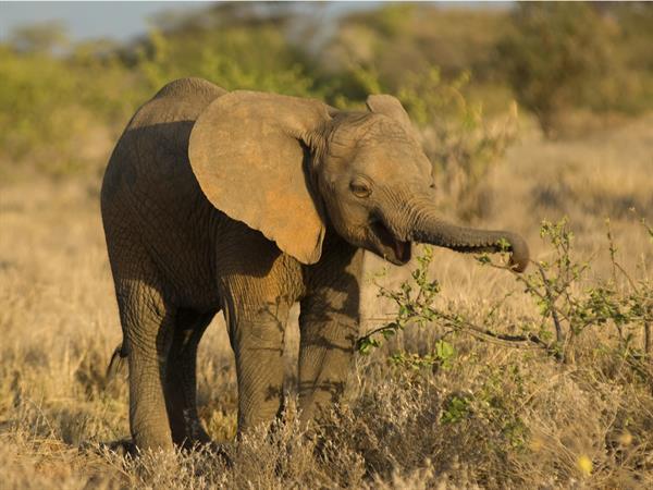 Explanation of the lesson "Bringing up Kari" — lesson. English Language ...