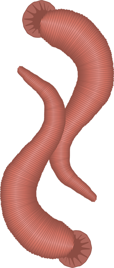 Reproductive system — lesson. Science State Board, Class 10.