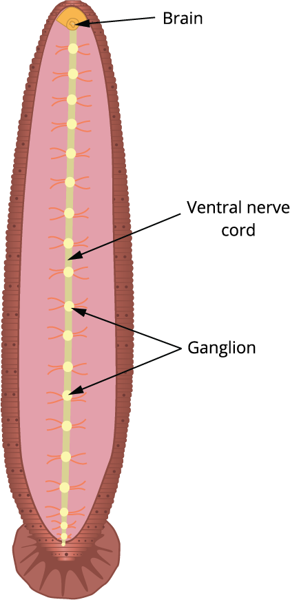 Organ systems of leech — lesson. Science State Board, Class 10.
