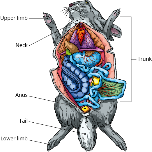 External morphology of the rabbit — lesson. Science State Board, Class 10.