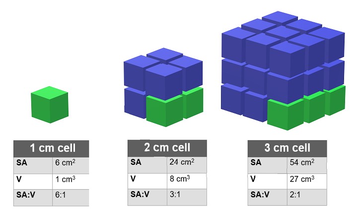 Cell shape — lesson. Science CBSE, Class 9.