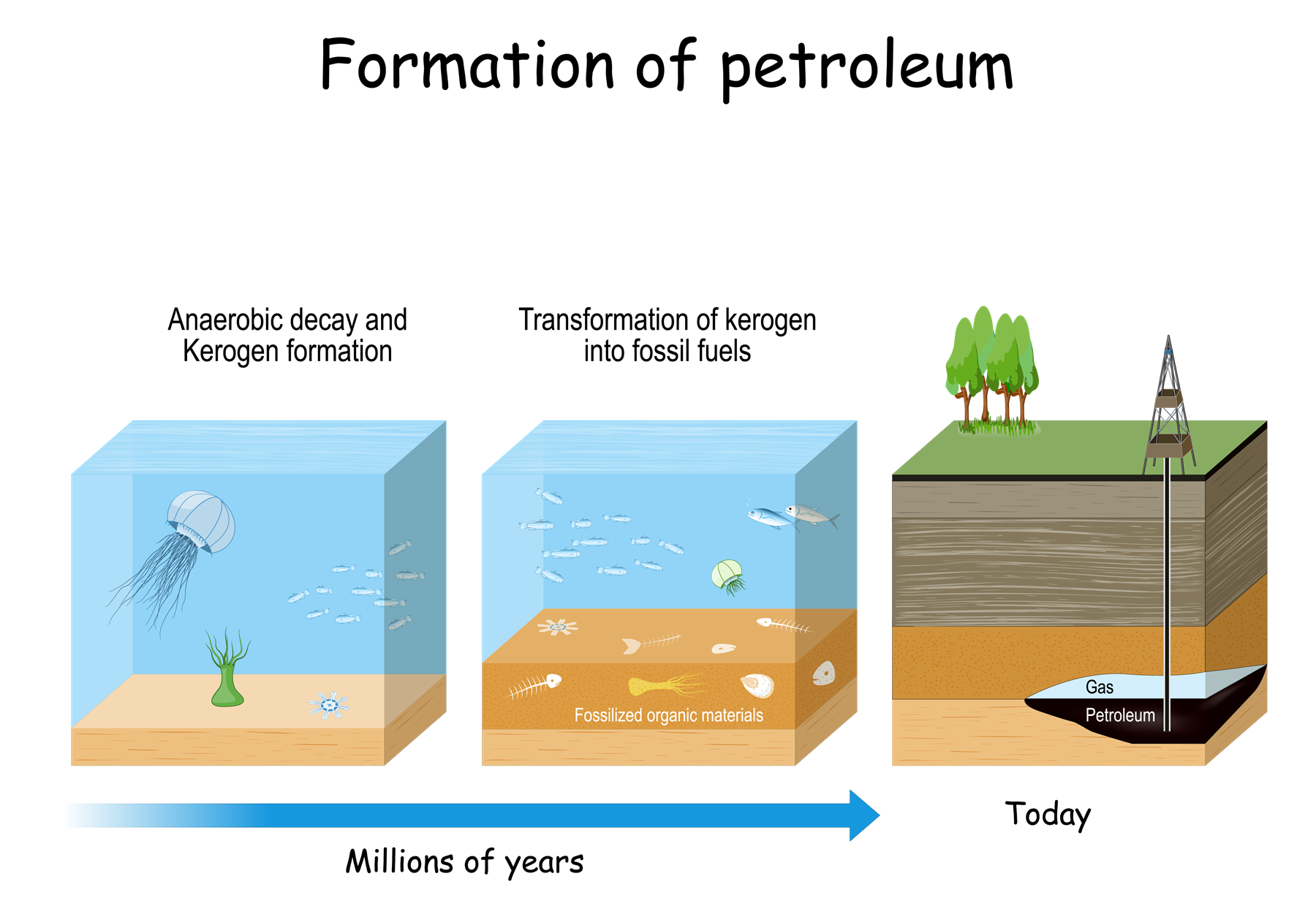 Formation of fossil fuels — lesson. Science CBSE, Class 8.