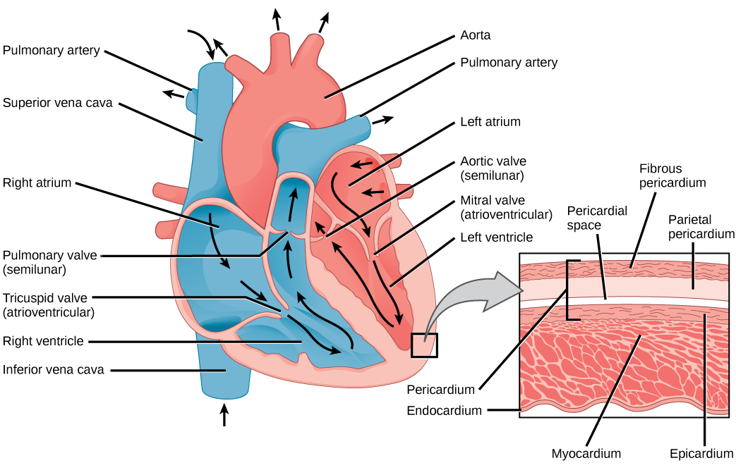 Circulatory system of rabbit — lesson. Science State Board, Class 10.