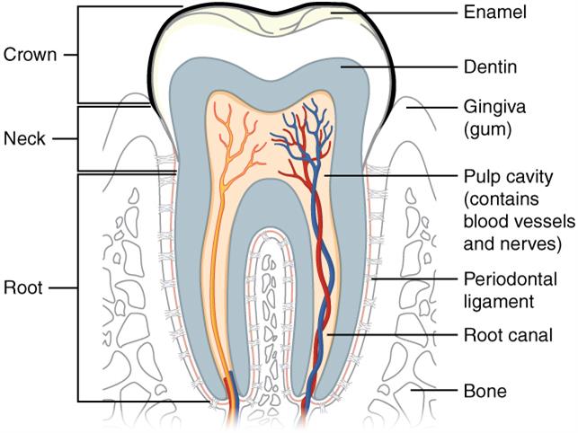 Mouth or buccal cavity — lesson. Science CBSE, Class 7.
