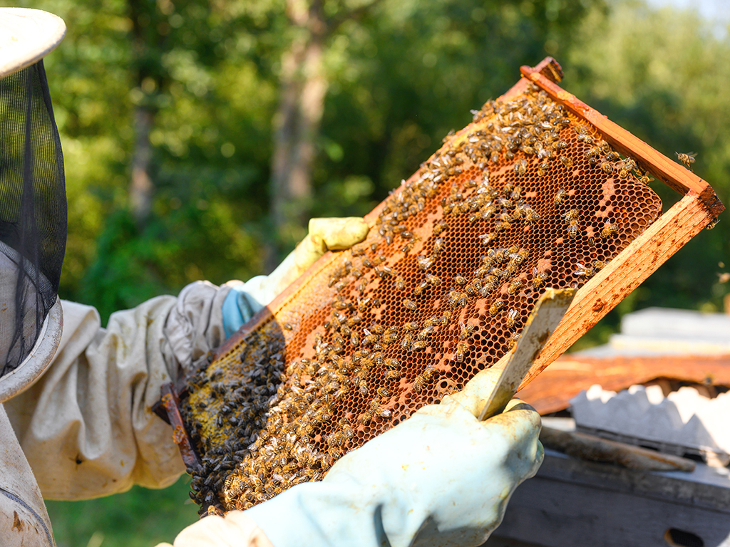 Setting up of an apiary, cattle, poultry and fish farming — task ...
