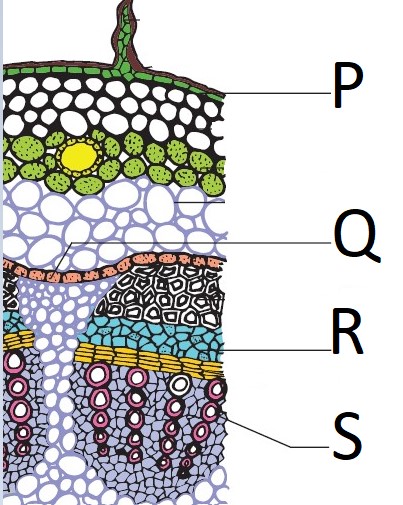 Picture based questions from plant anatomy — task. Science State Board ...