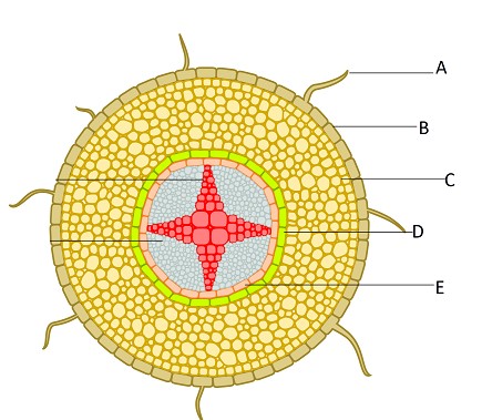 Plant tissue system and plant anatomy — task. Science State Board ...