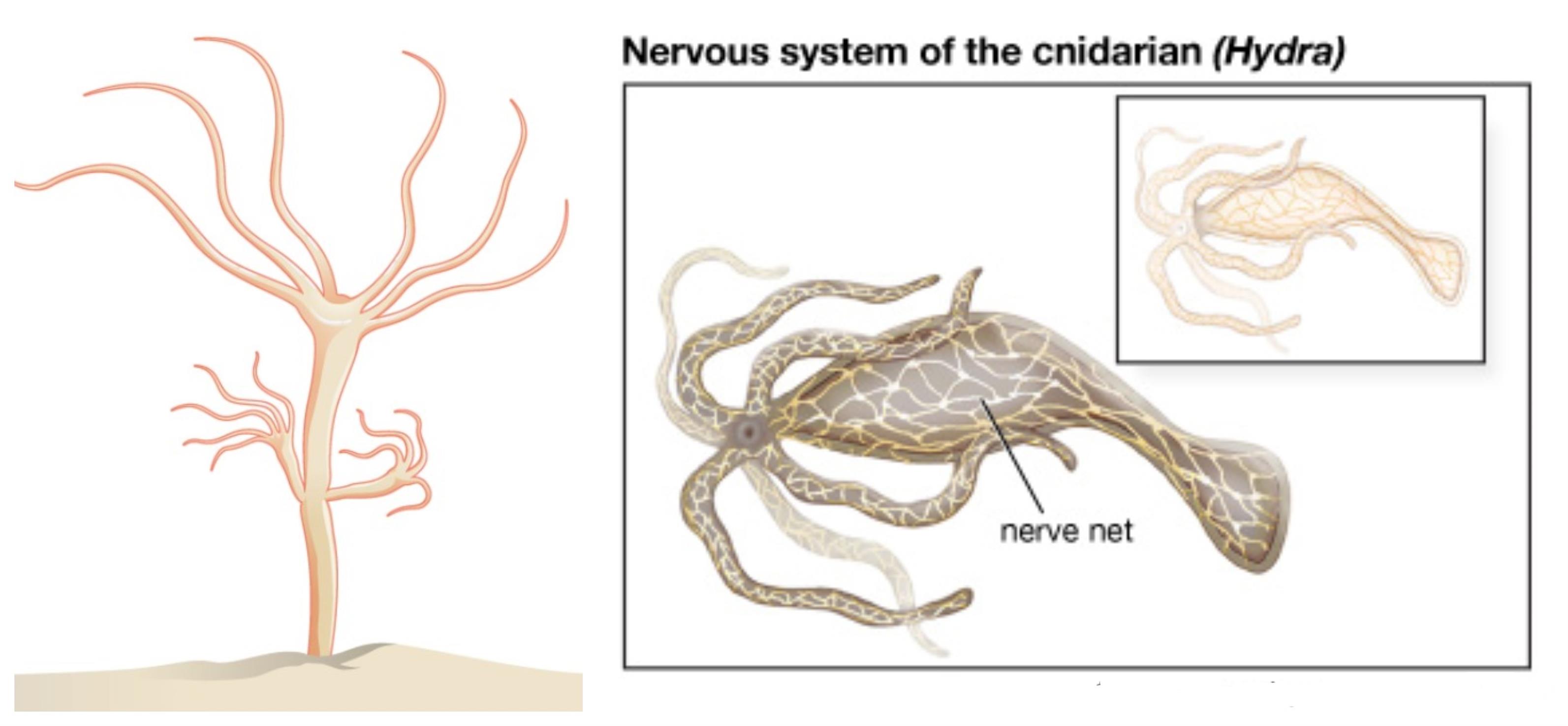 Nervous system in different organisms I — lesson. Science CBSE, Class 10.