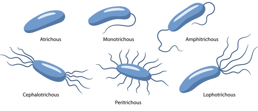 Bacteria and their types — lesson. Science State Board, Class 9.