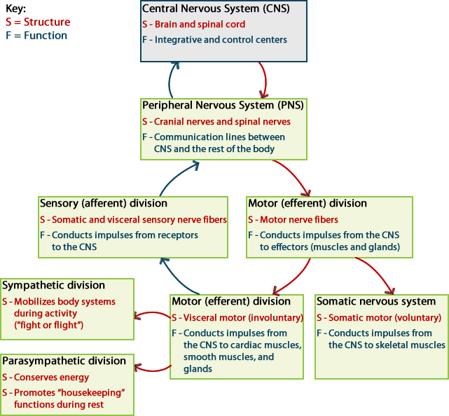 Classification of nervous system - CNS and PNS — lesson. Science CBSE ...