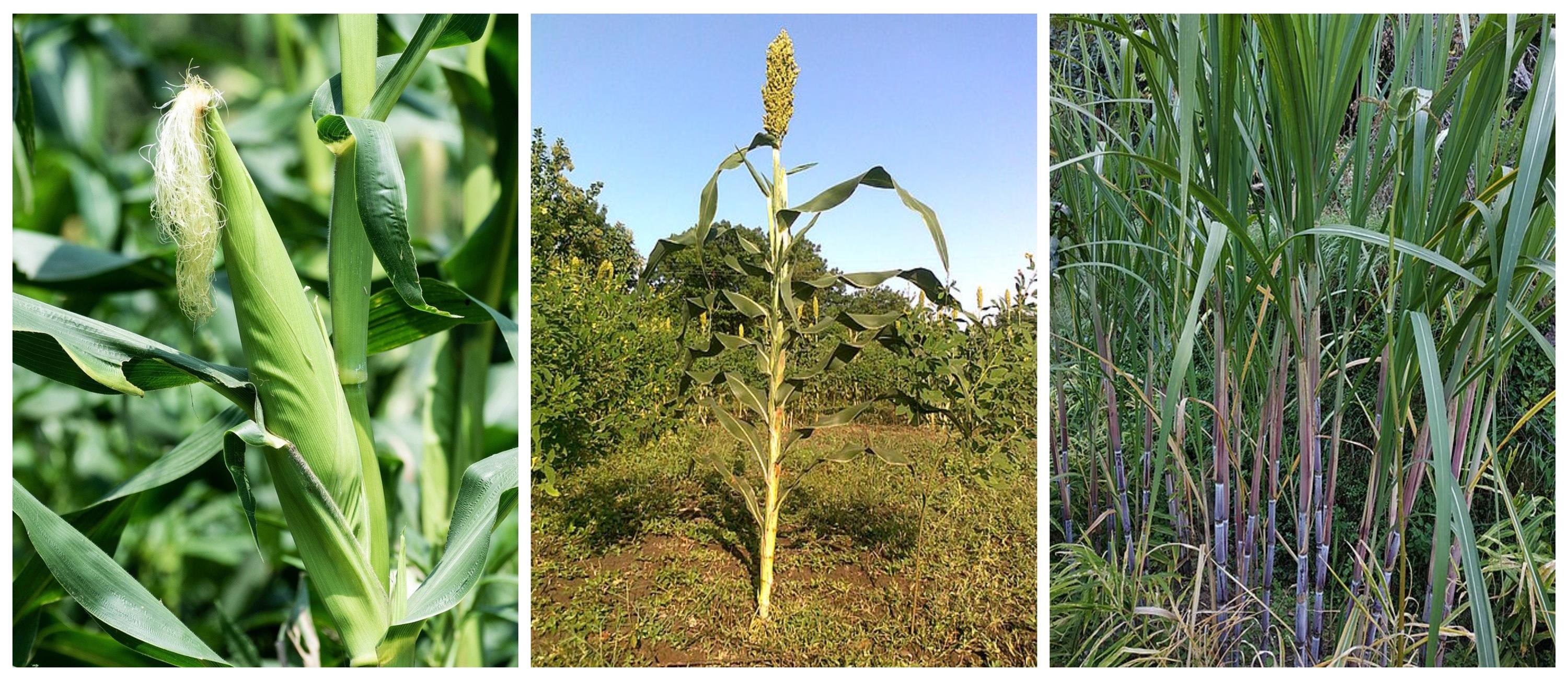 C3, C4 and CAM plants — lesson. Science CBSE, Class 10.