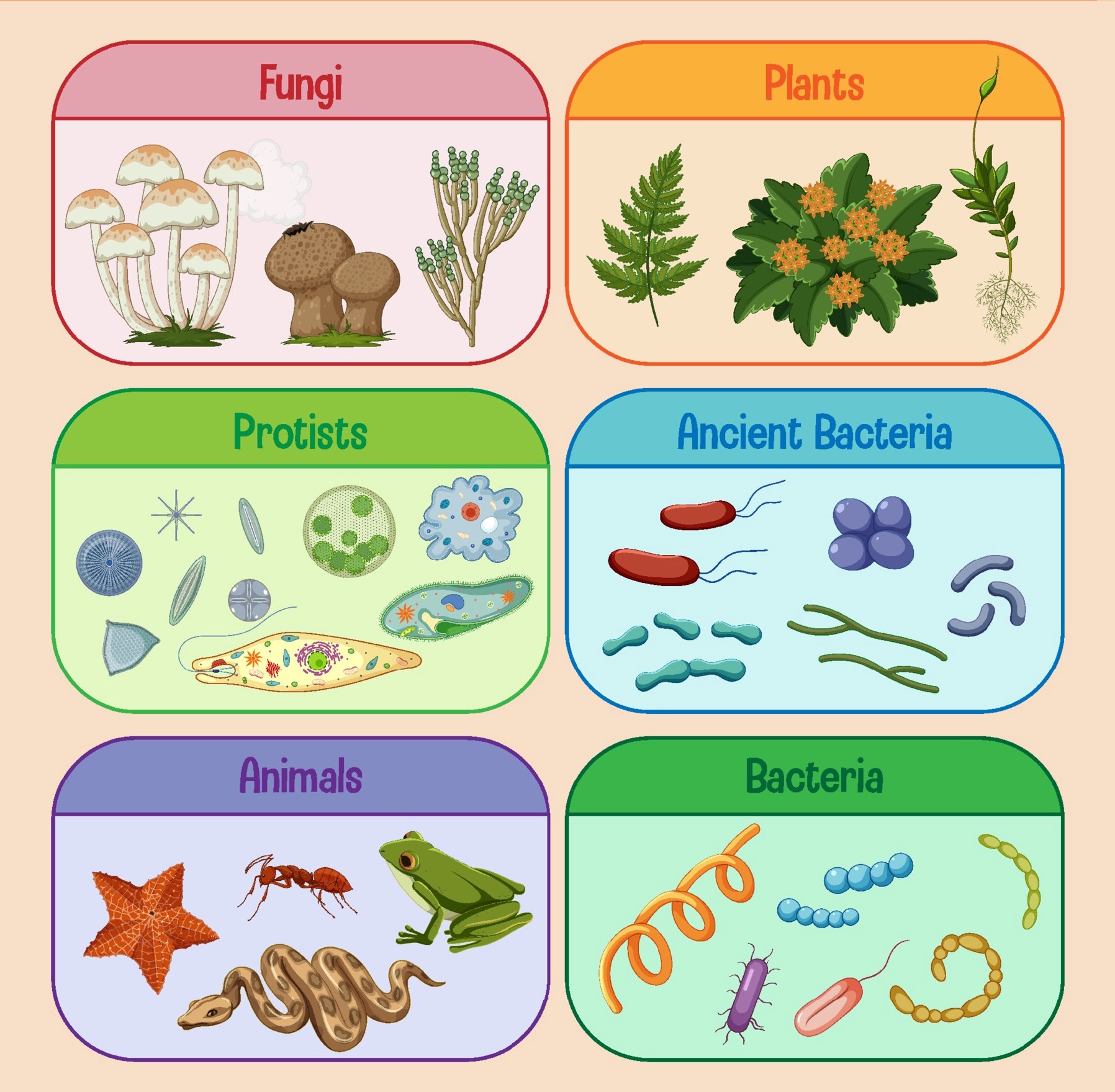 Biological Classification and Dichotomous key — lesson. Science State ...