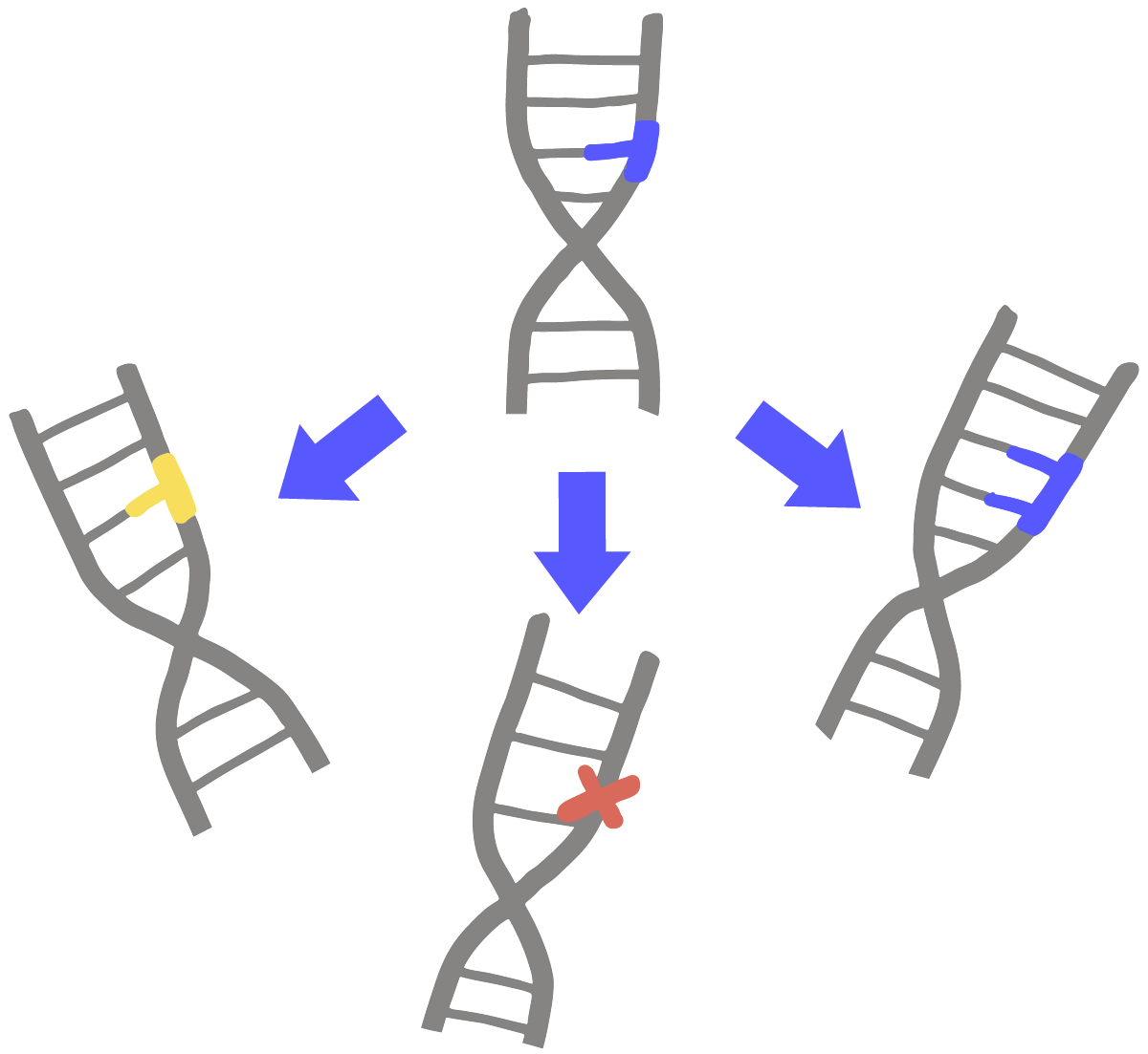 Mutation breeding — lesson. Science State Board, Class 10.