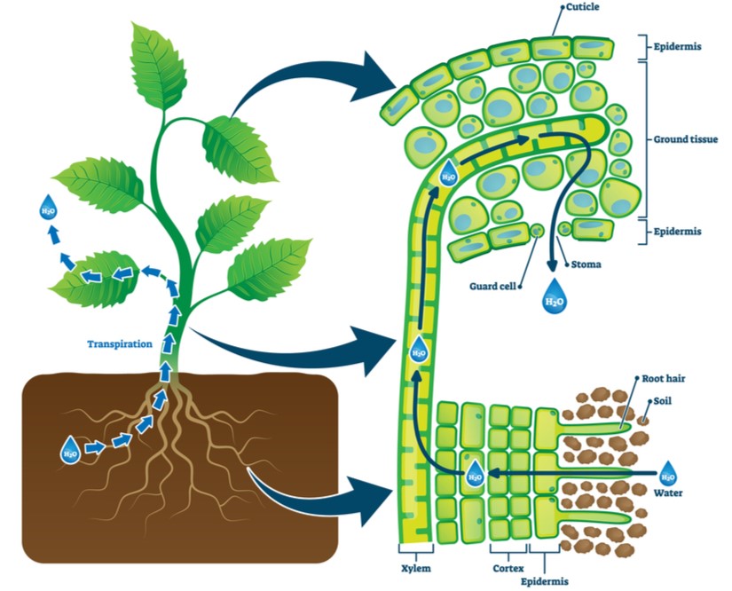 Transpiration and the factors affecting it — lesson. Science State ...