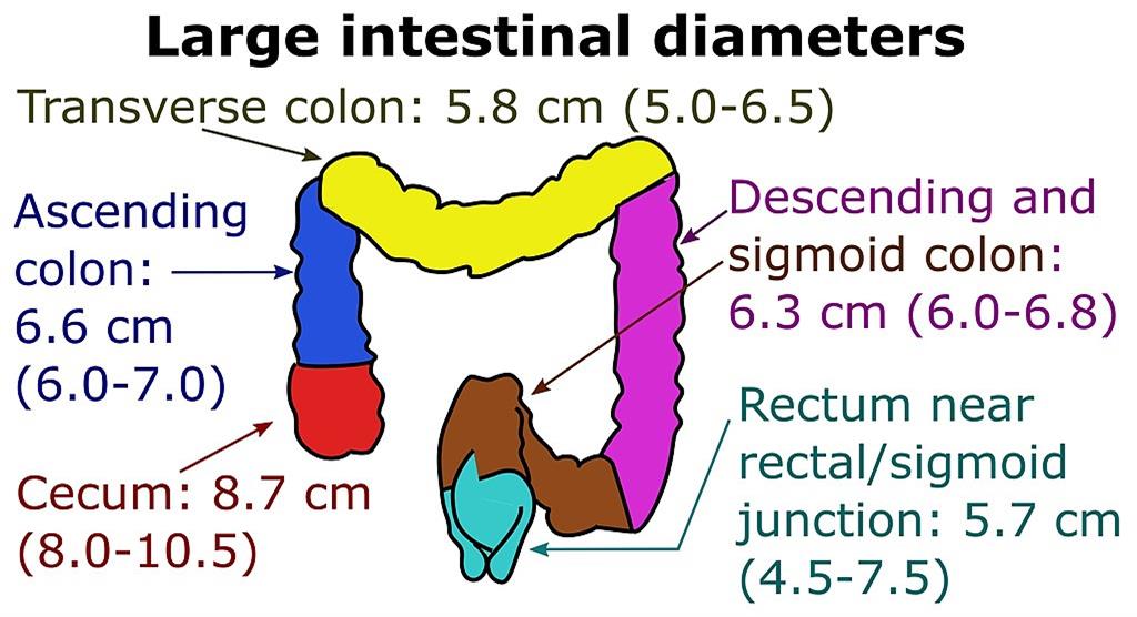 Pancreas and large intestine — lesson. Science State Board, Class 9.