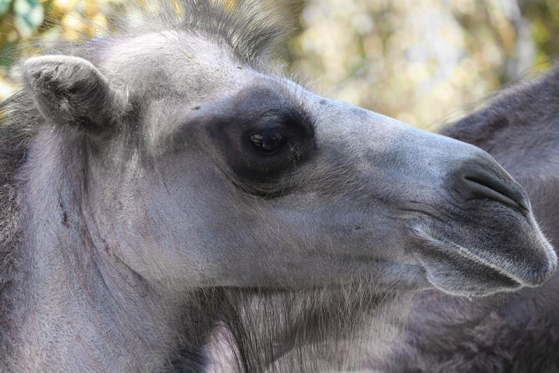 Adaptations in camels — lesson. Science State Board, Class 6.