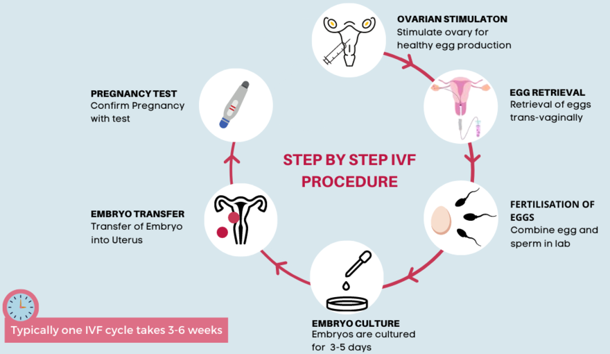 Embryo development — lesson. Science CBSE, Class 8.