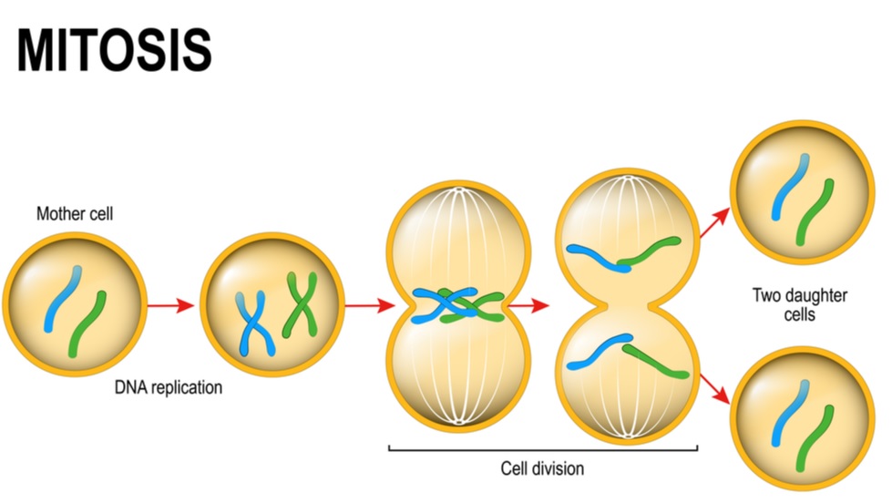 Cell division — lesson. Science CBSE, Class 9.