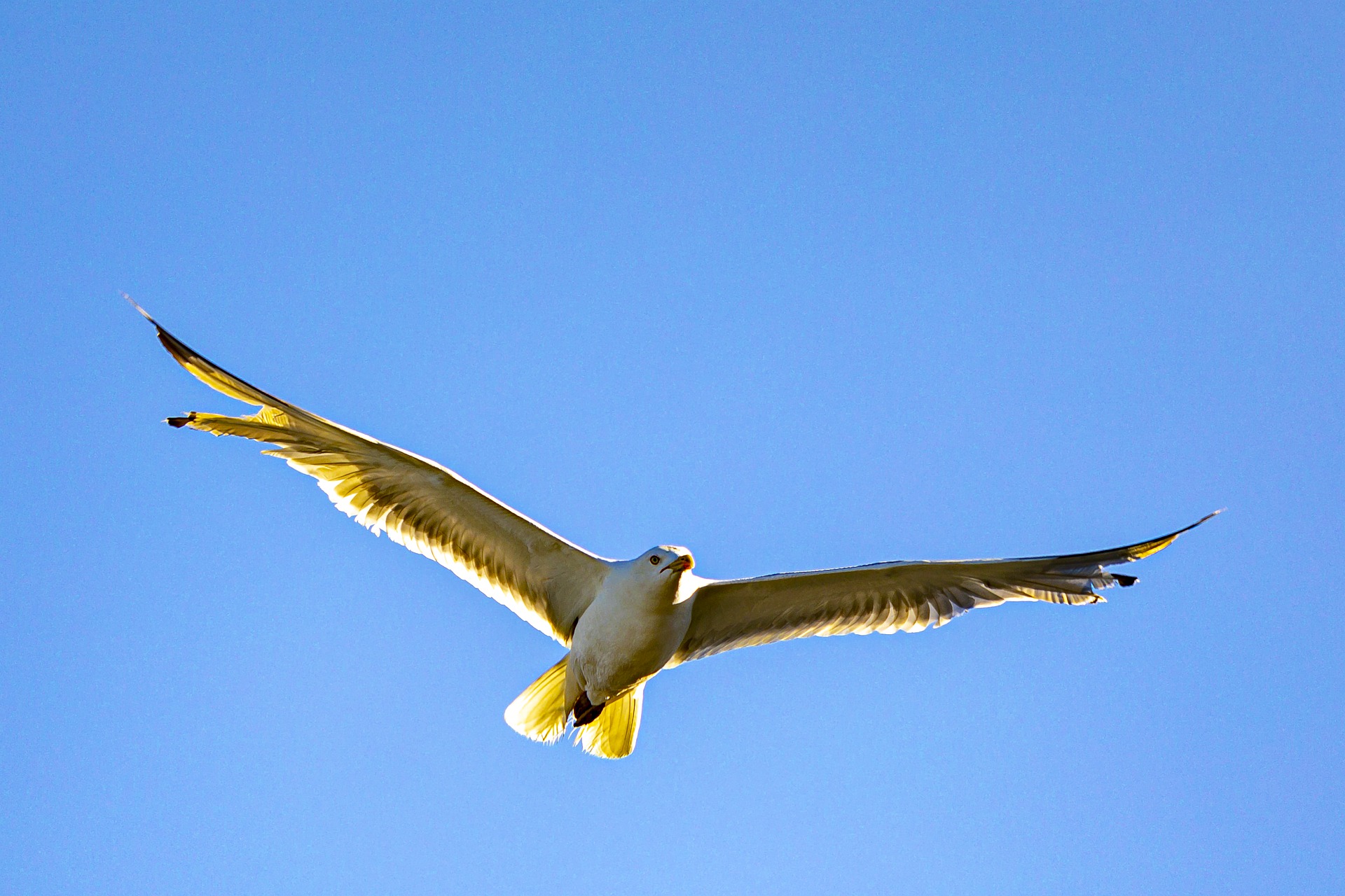 Locomotion in cockroach and birds — lesson. Science State Board, Class 8.