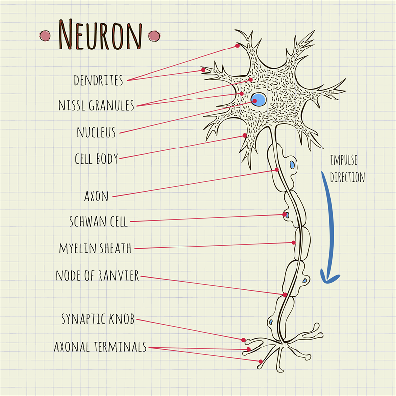 Structure of neuron and types — lesson. Science CBSE, Class 10.