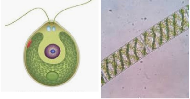 Protozoa and Algae — lesson. Science CBSE, Class 8.