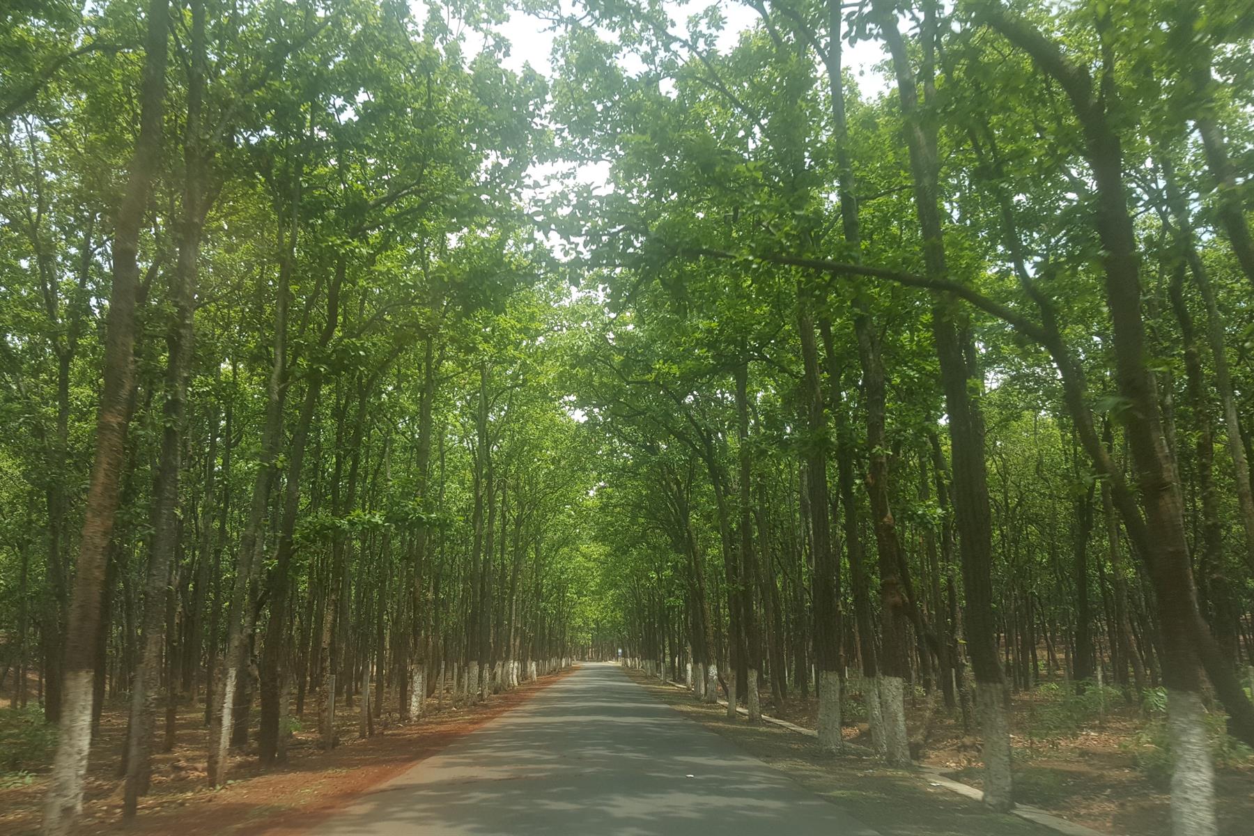 Forests — lesson. Science CBSE, Class 7.
